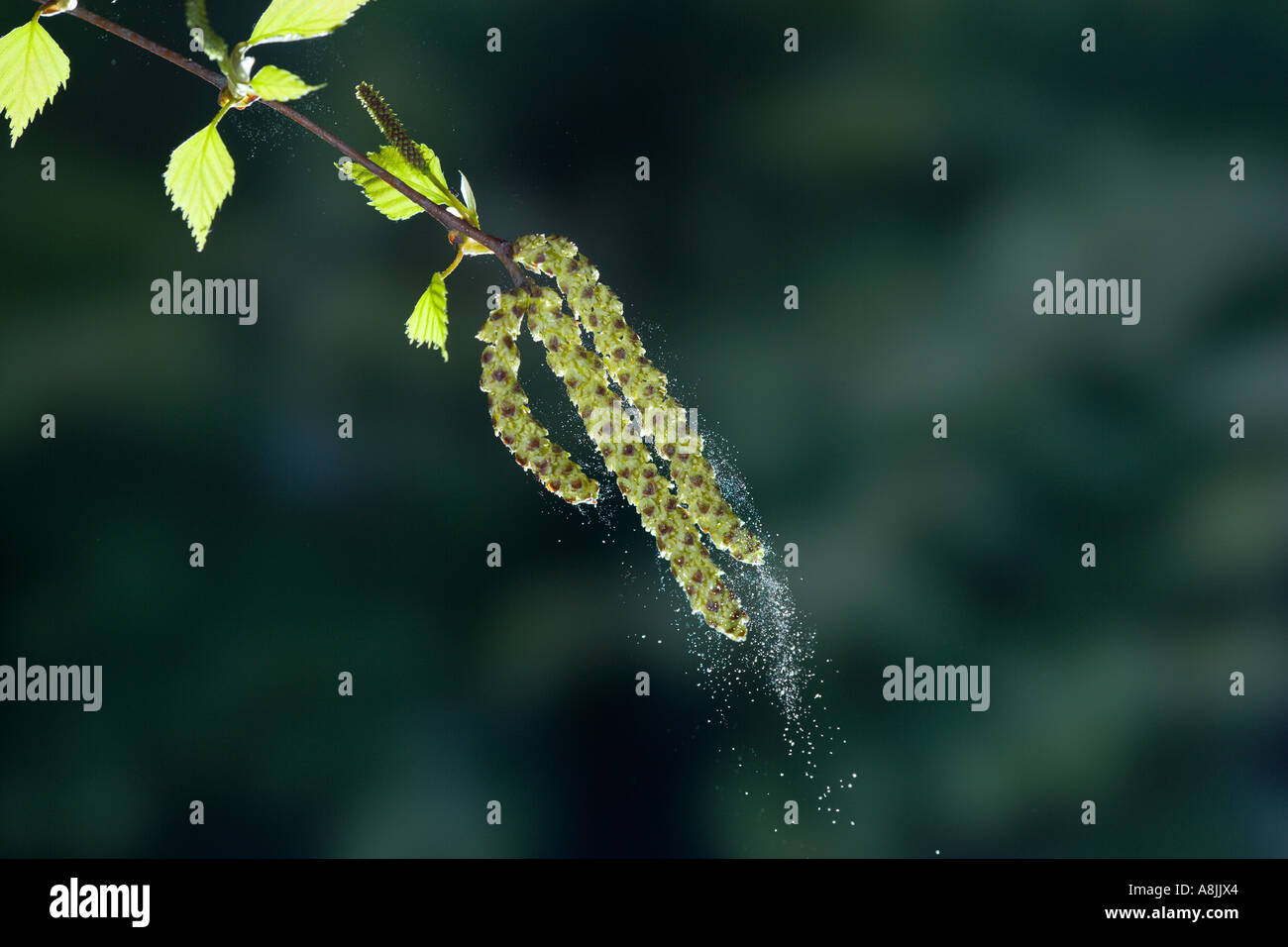 Silver Birch Betula pendula Catkins showing spore dispersal in wind ...