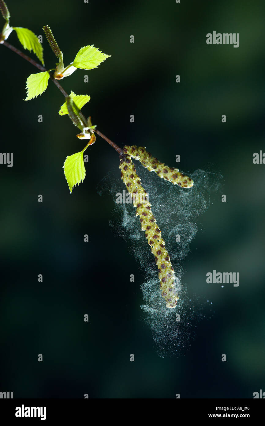 Silver Birch Betula pendula Catkins showing spore dispersal in wind ...