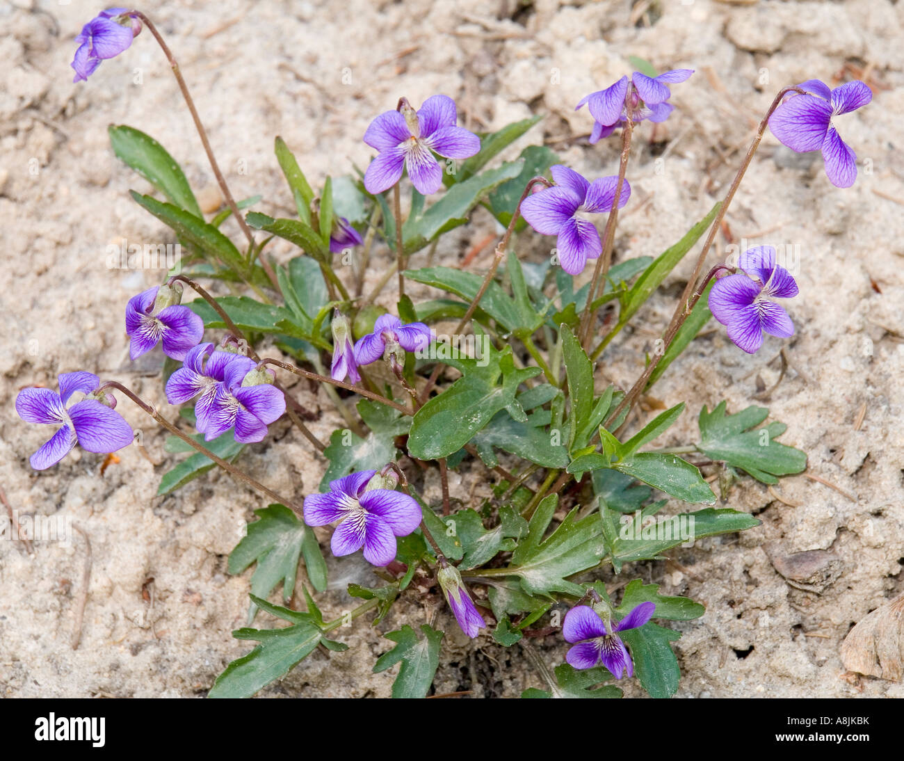 Viola palmata hi-res stock photography and images - Alamy