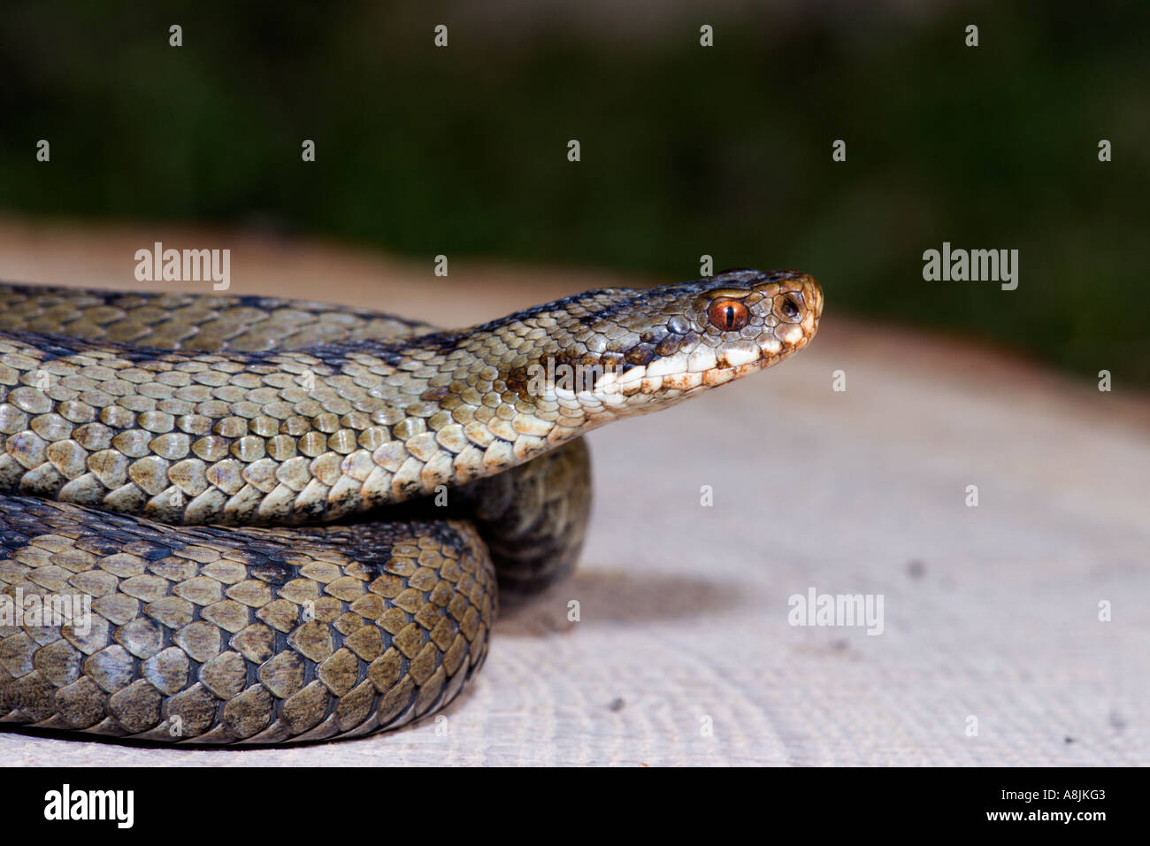 Adder Vipera berus detail of head and eye leicestershire Stock Photo ...