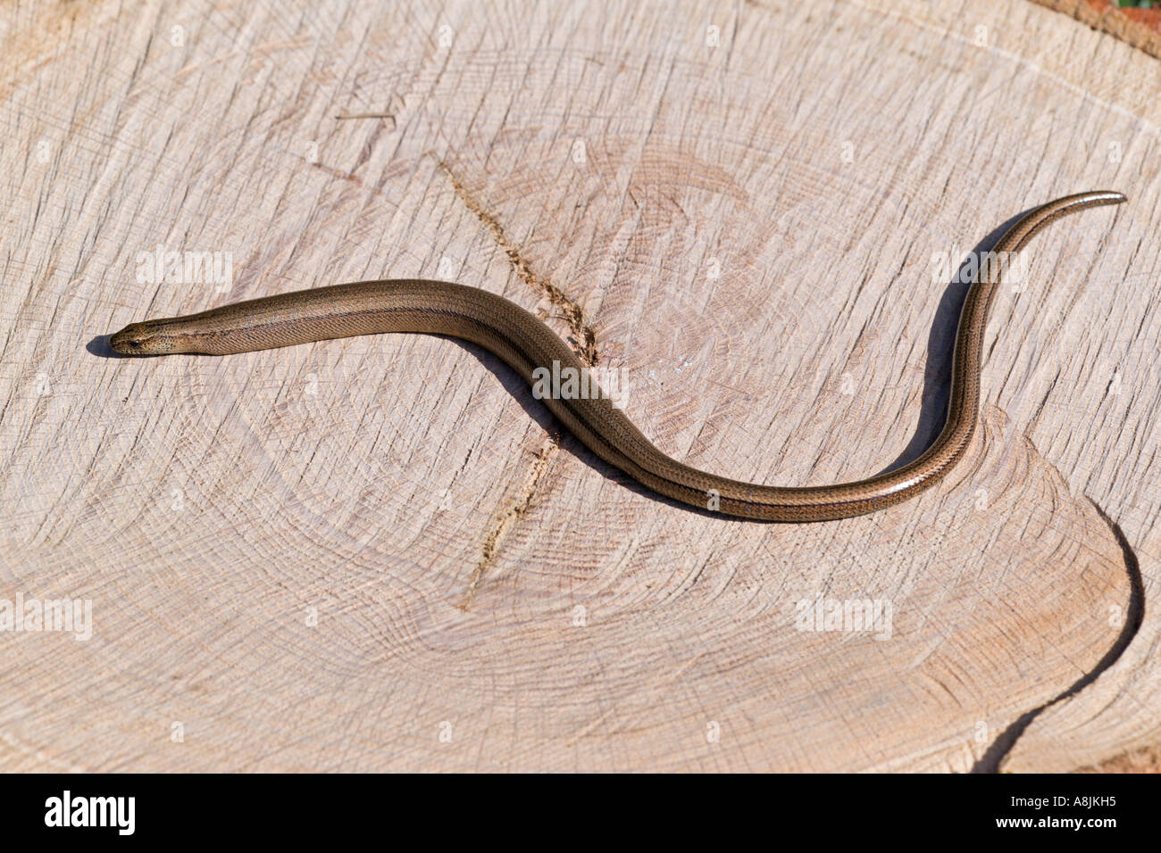Slow Worm Anguis fragilis on log leicestershire Stock Photo - Alamy
