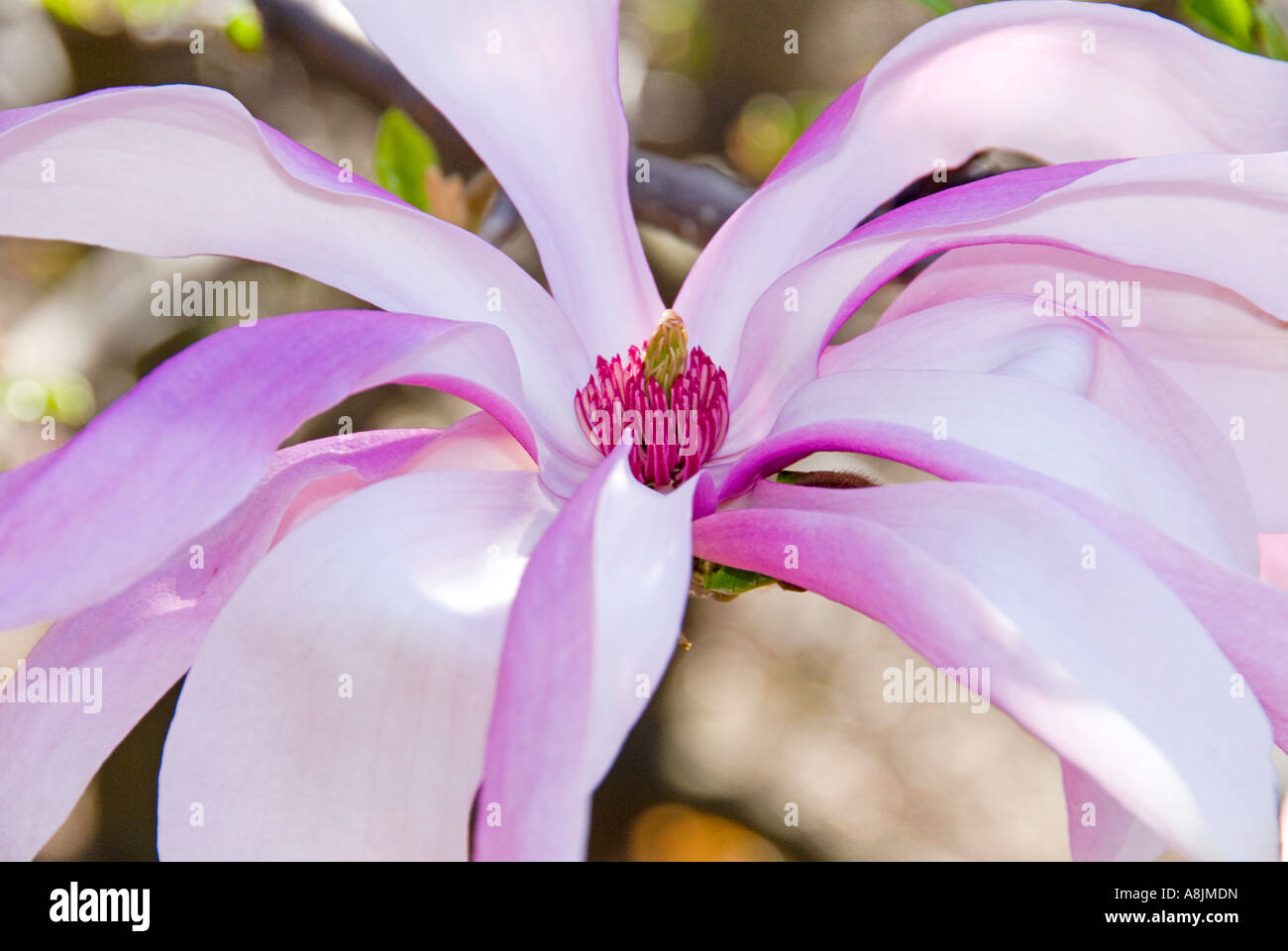Magnolia betty hi-res stock photography and images - Alamy