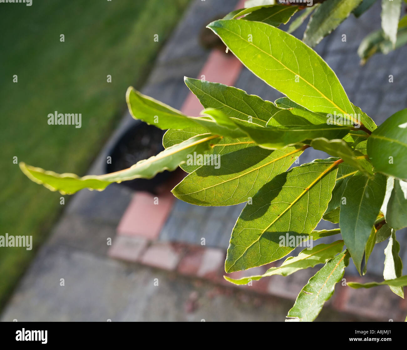 CloseupBaytree LAURUS NOBILIS in a pot on a patio in a garden Stock ...