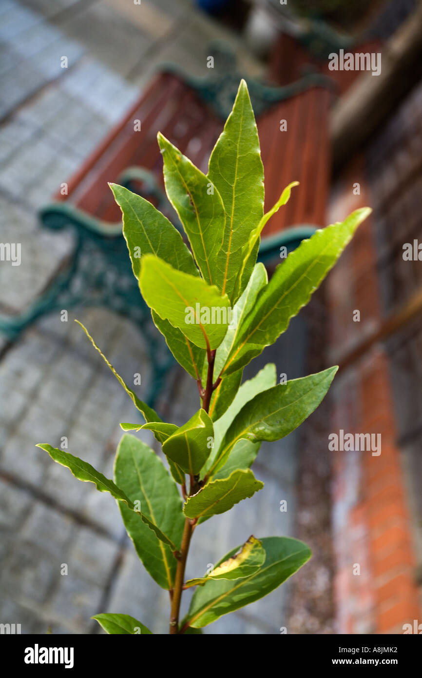 Laurus nobilis patio hi-res stock photography and images - Alamy