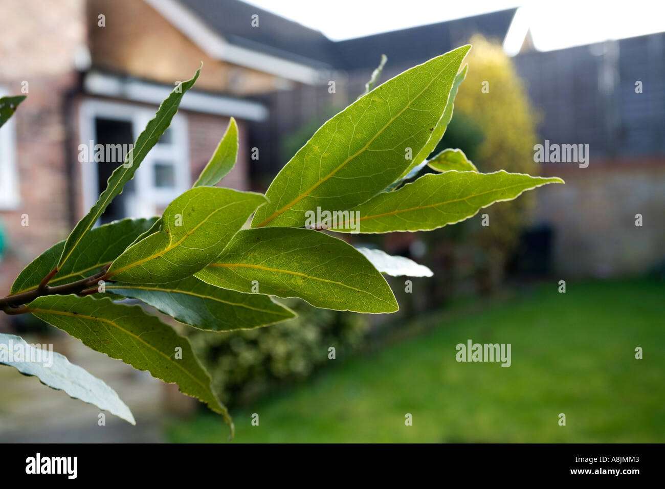 Closeup of Baytree, LAURUS NOBILIS growing in a pot on a patio Stock ...