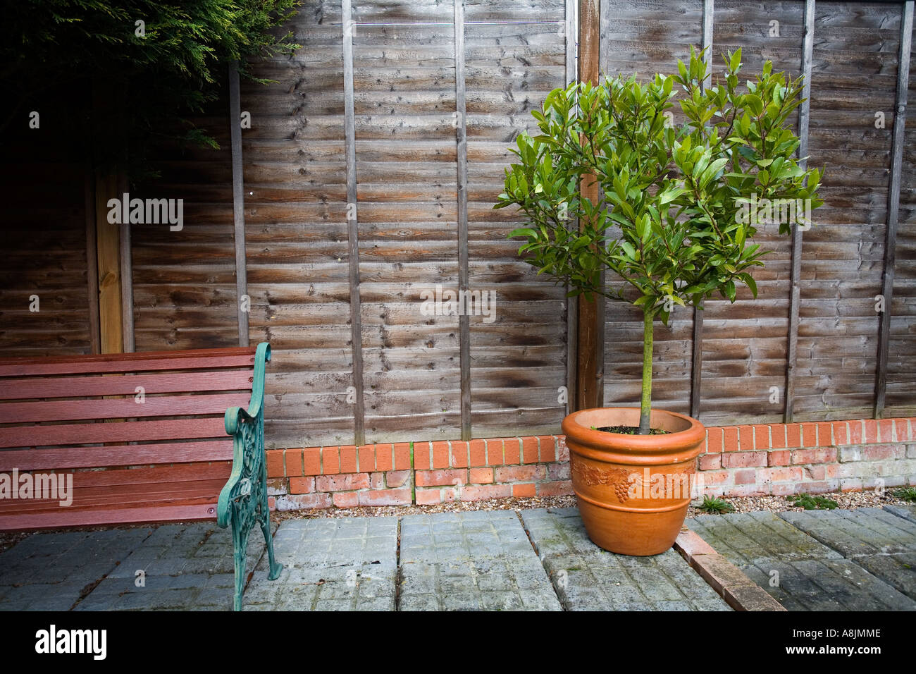 Baytree, LAURUS NOBILIS growing in a pot on a patio Stock Photo - Alamy