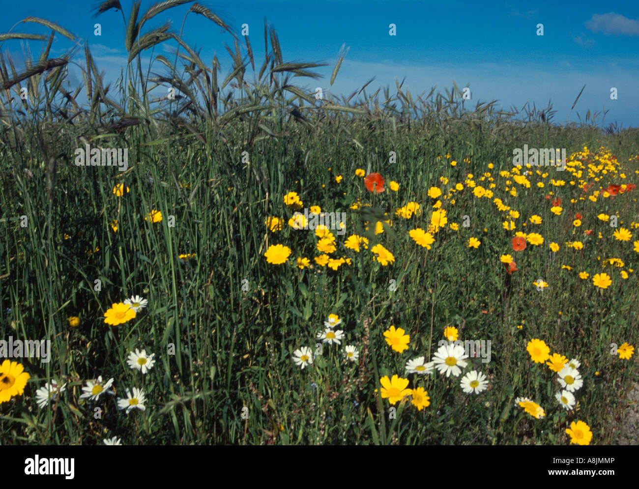isle of berneray machir wild spring flowers in bloom western isles ...