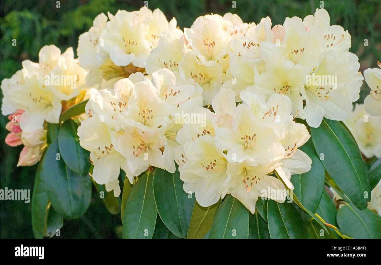 Yellow rhododendron "Ehrengold" blooming Stock Photo - Alamy