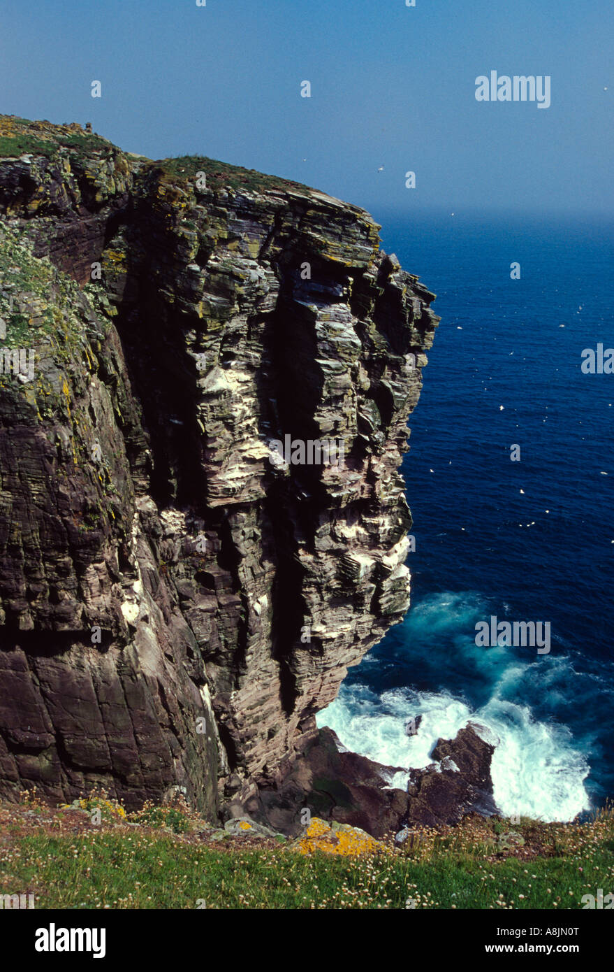 Noss shetland birds hi-res stock photography and images - Alamy