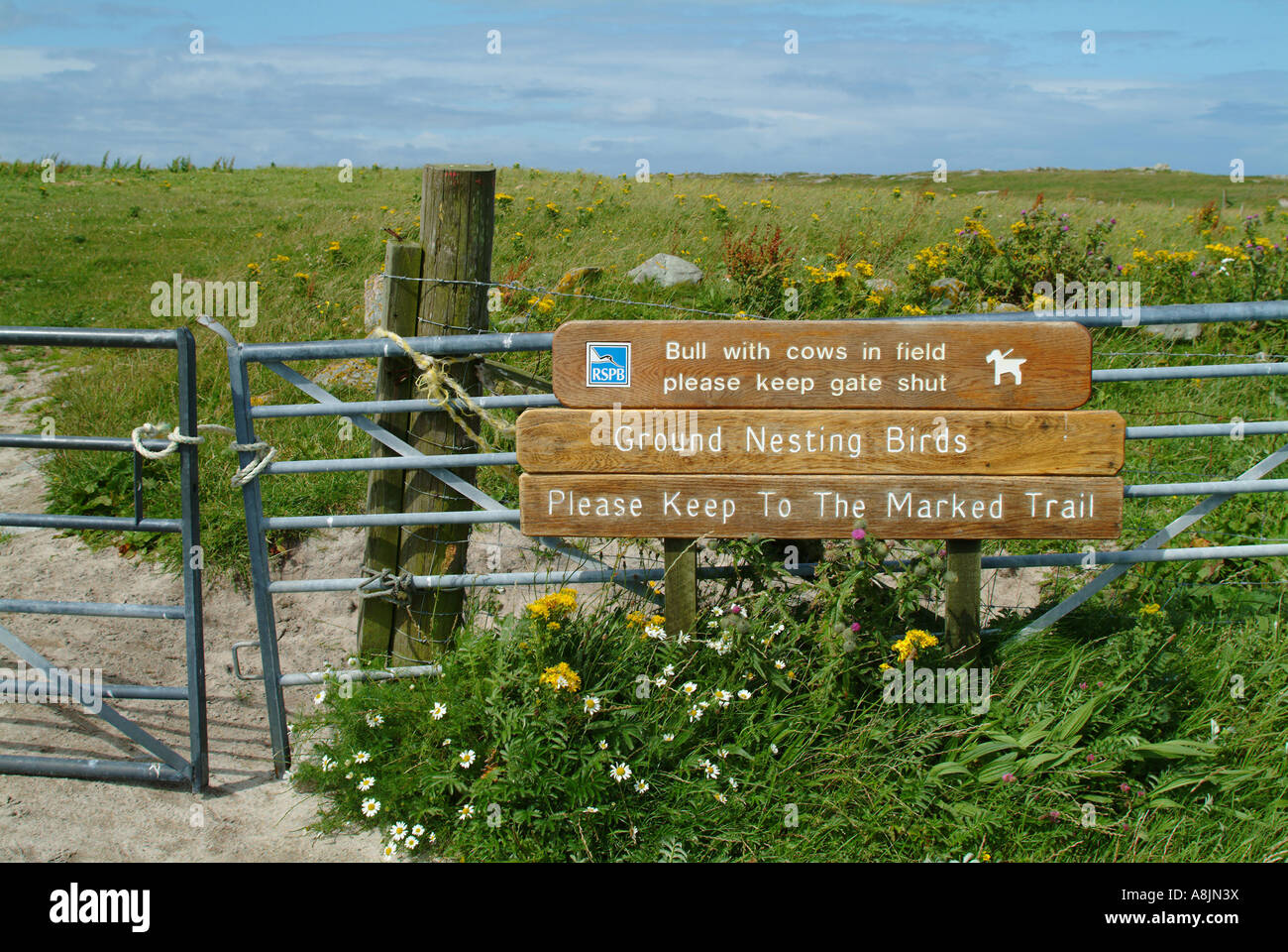 Ground nesting birds hi-res stock photography and images - Alamy