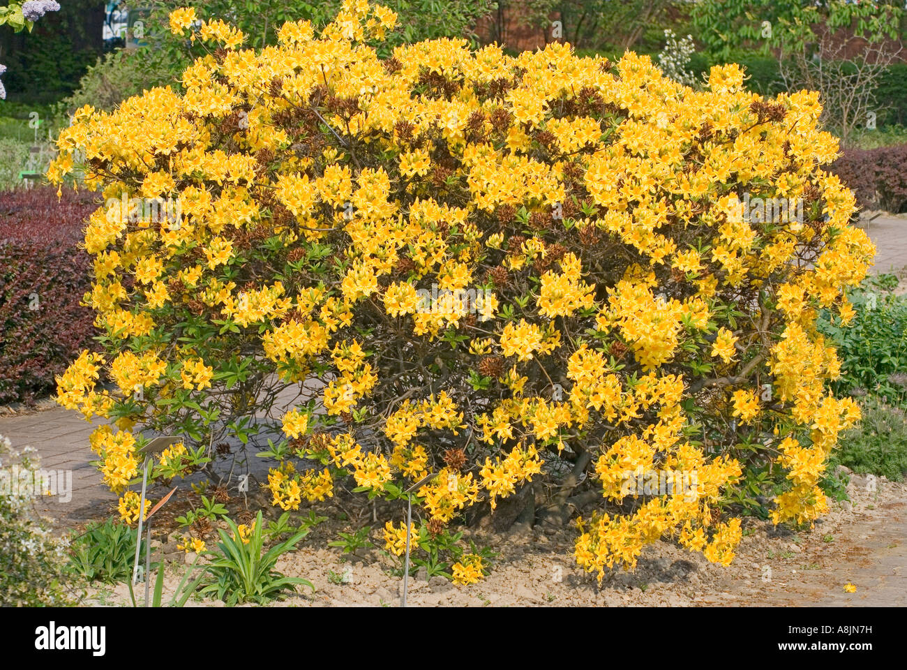 Yellow azalea blooming Rhododendron luteum Stock Photo - Alamy