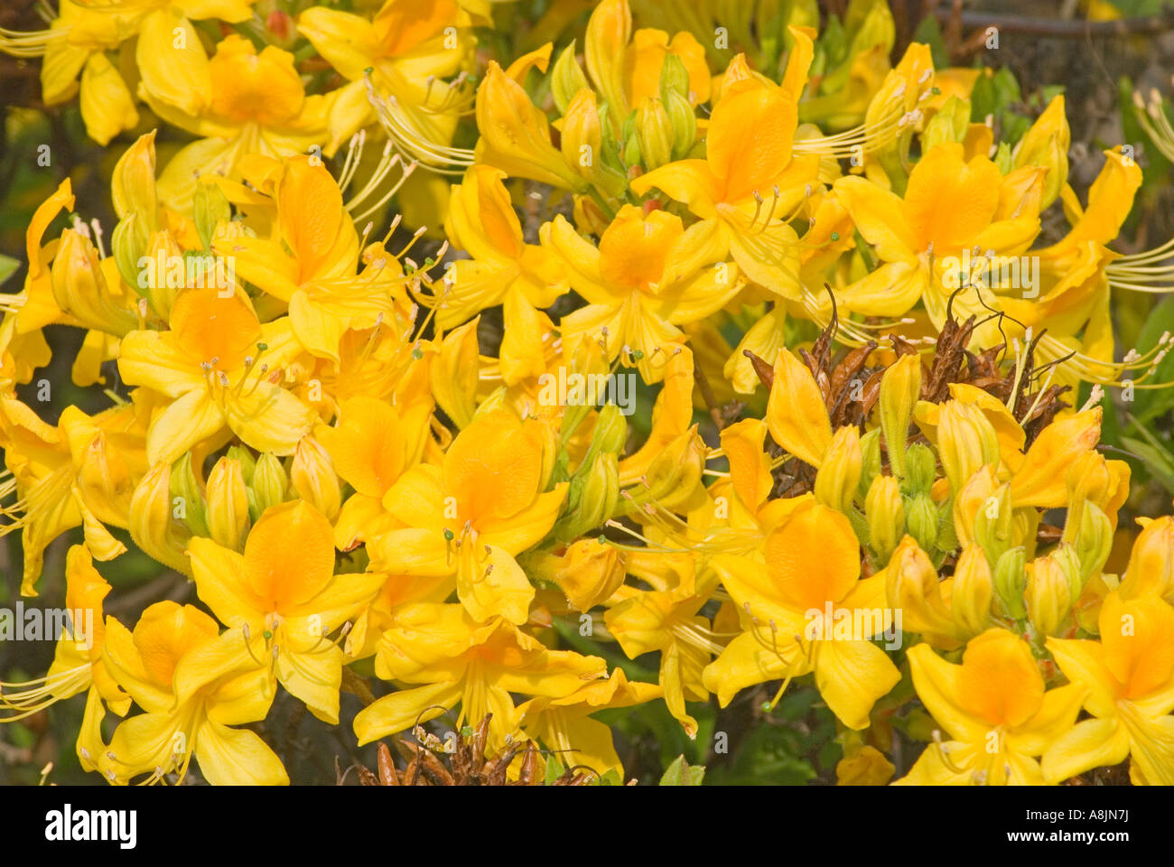 Yellow azalea blooming Rhododendron luteum Stock Photo - Alamy