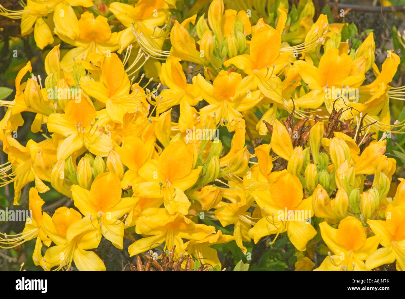 Yellow azalea blooming Rhododendron luteum Stock Photo - Alamy