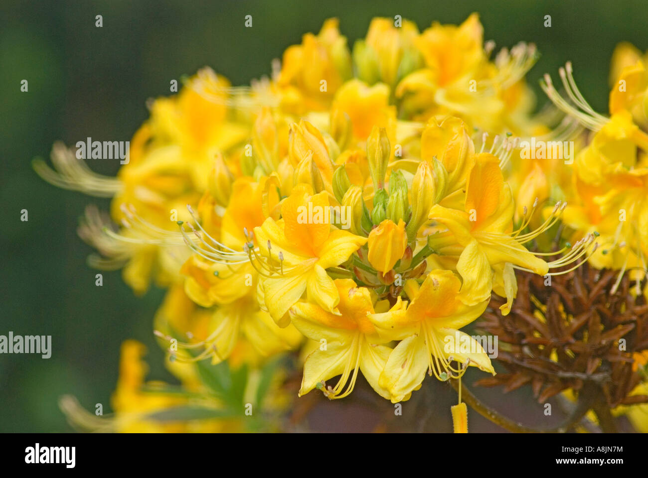 Yellow azalea blooming Rhododendron luteum Stock Photo - Alamy