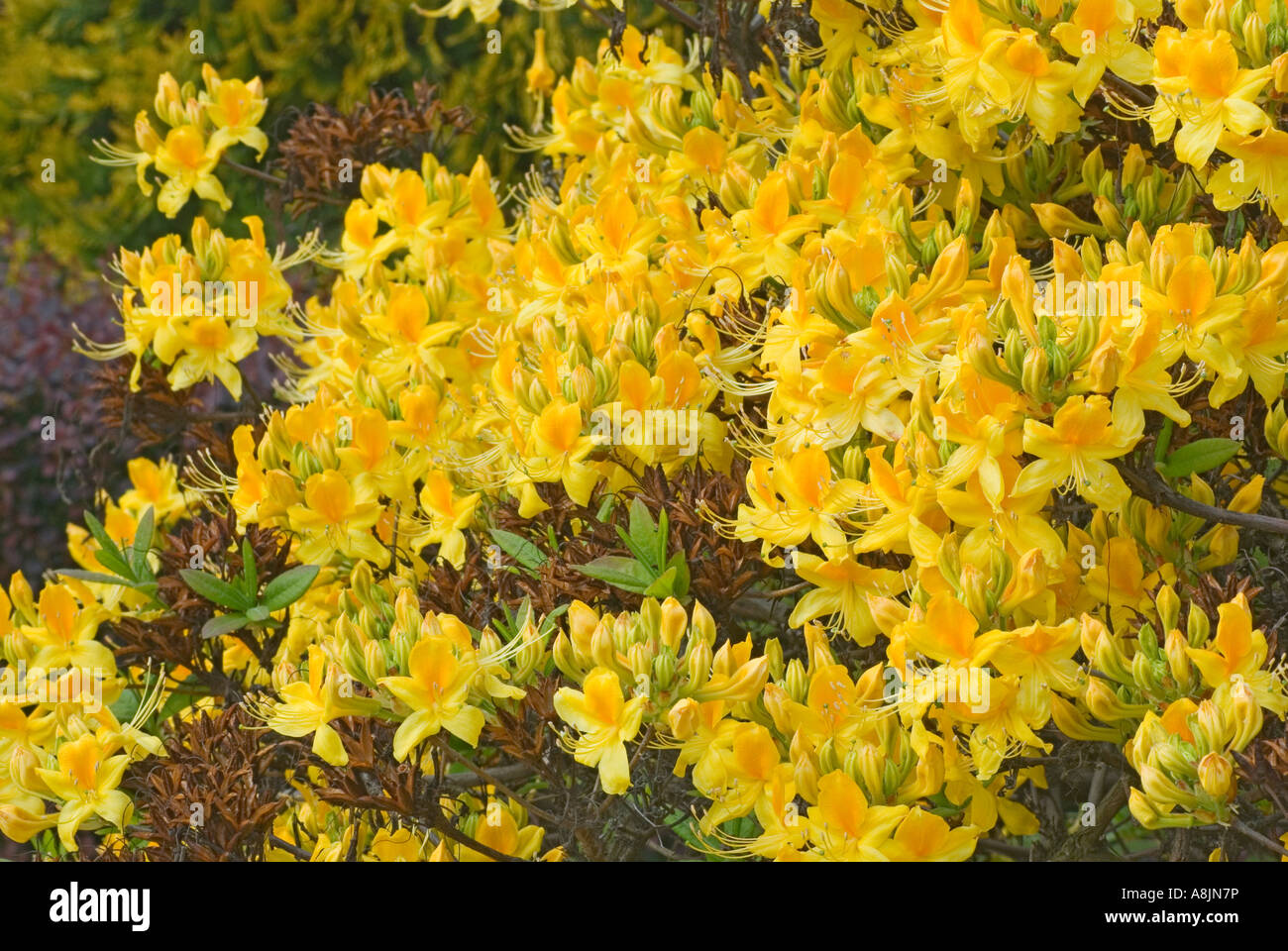 Yellow azalea blooming Rhododendron luteum Stock Photo - Alamy