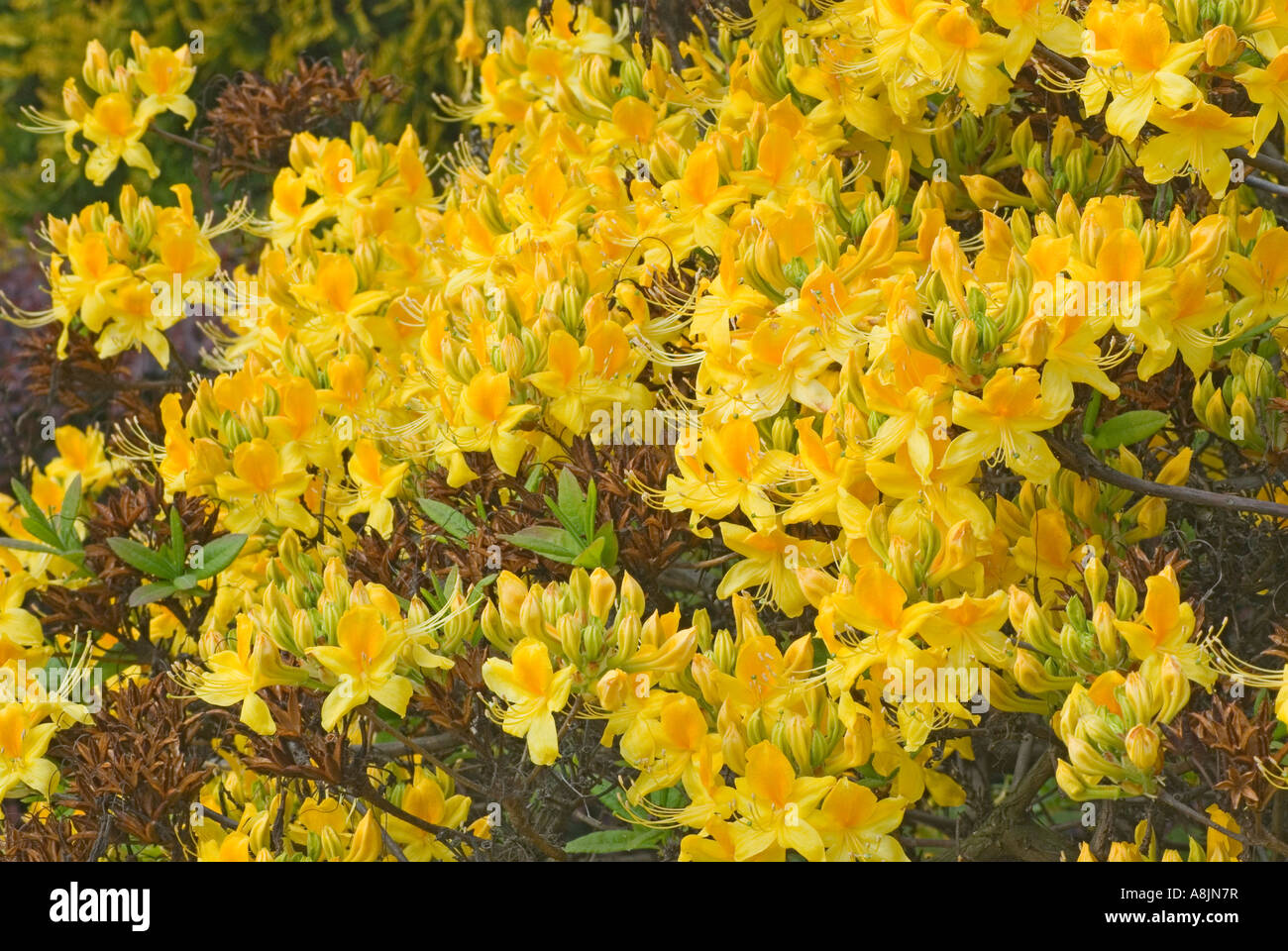 Yellow azalea blooming Rhododendron luteum Stock Photo - Alamy