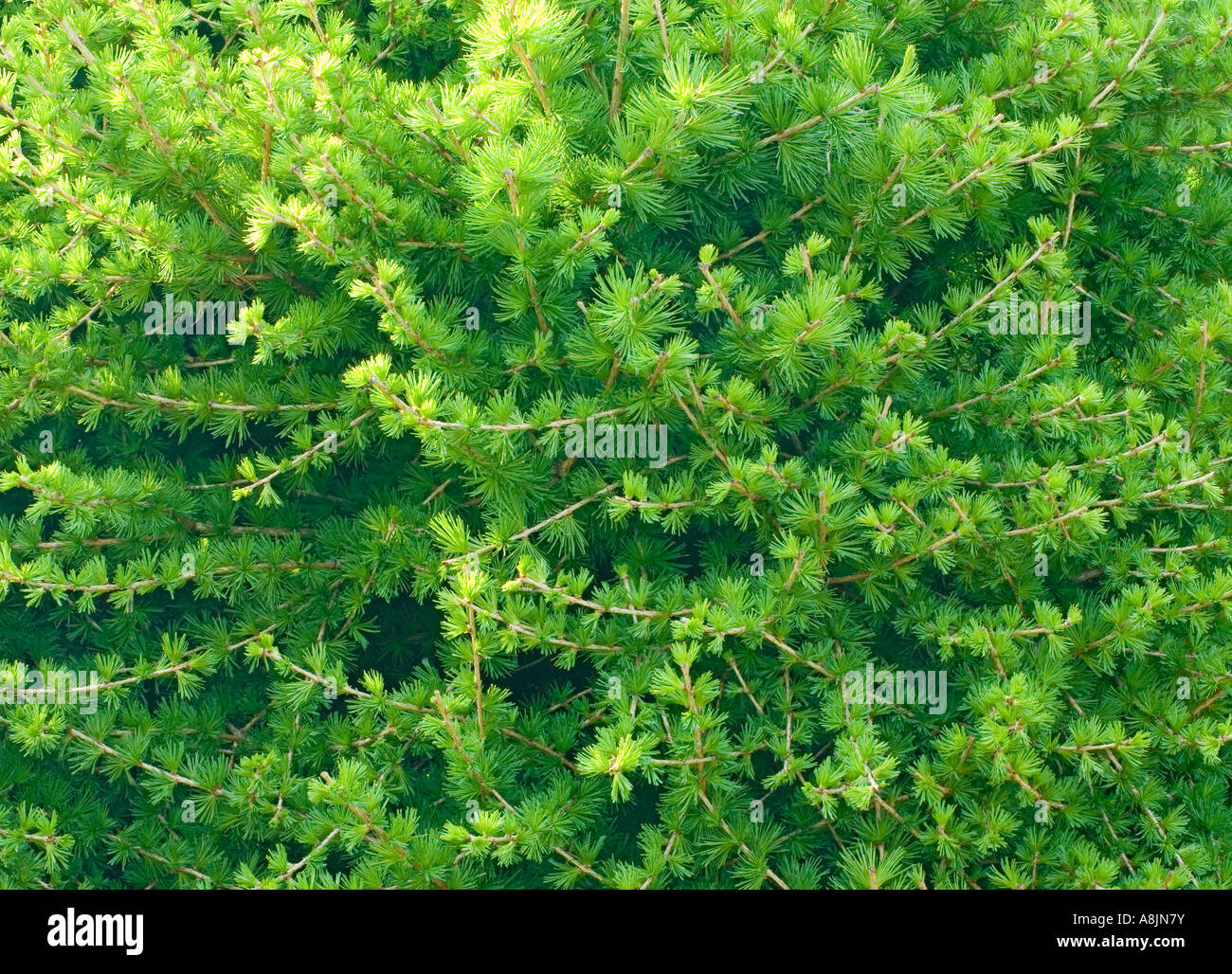 Larch tree budding in the spring Larix decidua Stock Photo - Alamy