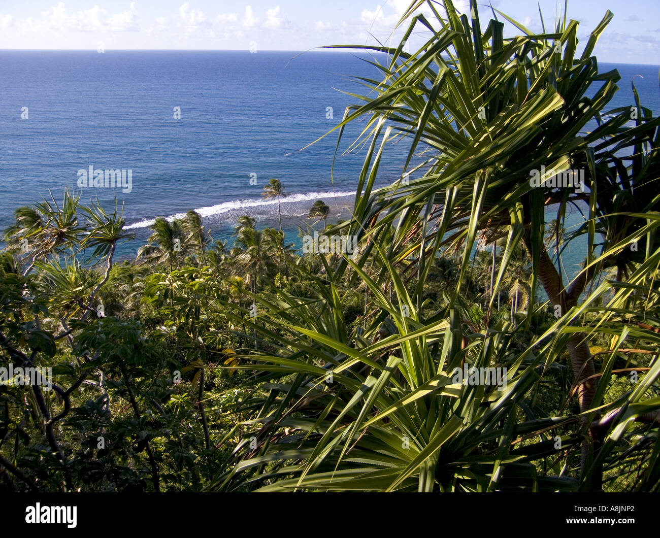 Windy hawaii coast palm trees hi-res stock photography and images - Alamy