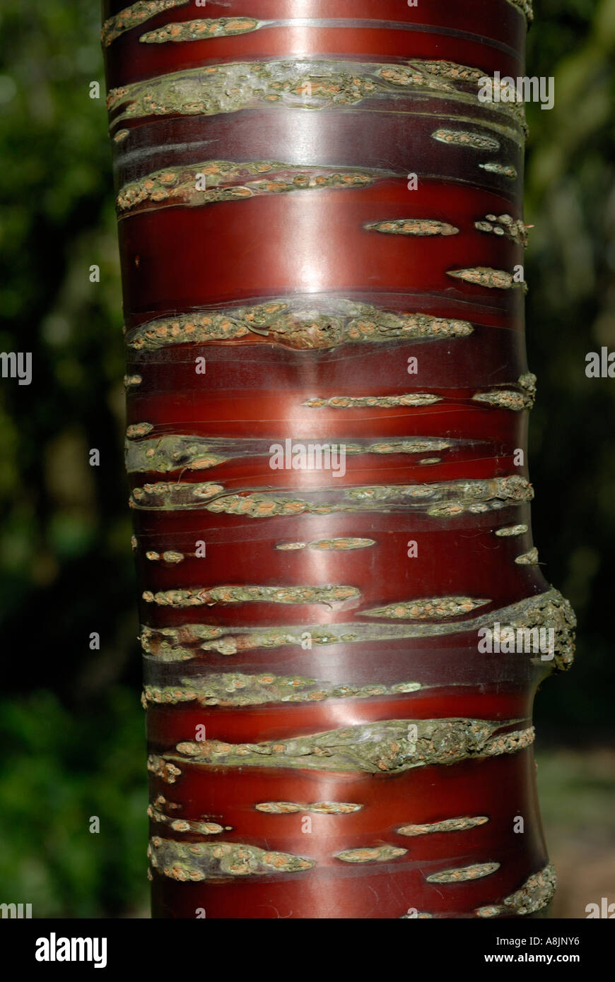 Himalayan birch tree hi-res stock photography and images - Alamy