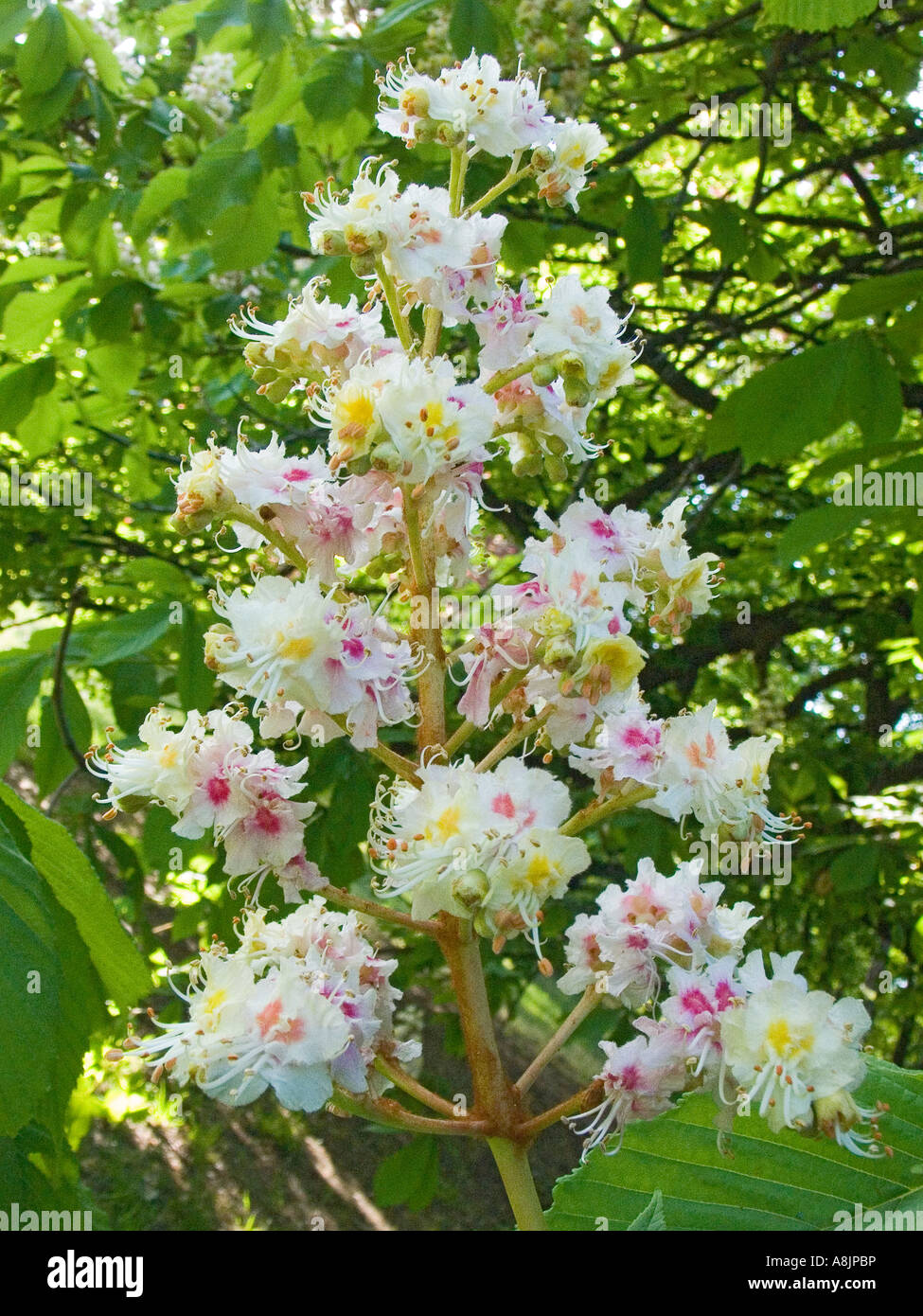 Horse chestnut flowers Aesculus hippocastanum close up Stock Photo - Alamy