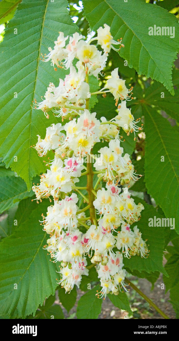 Horse chestnut flowers Aesculus hippocastanum close up Stock Photo - Alamy