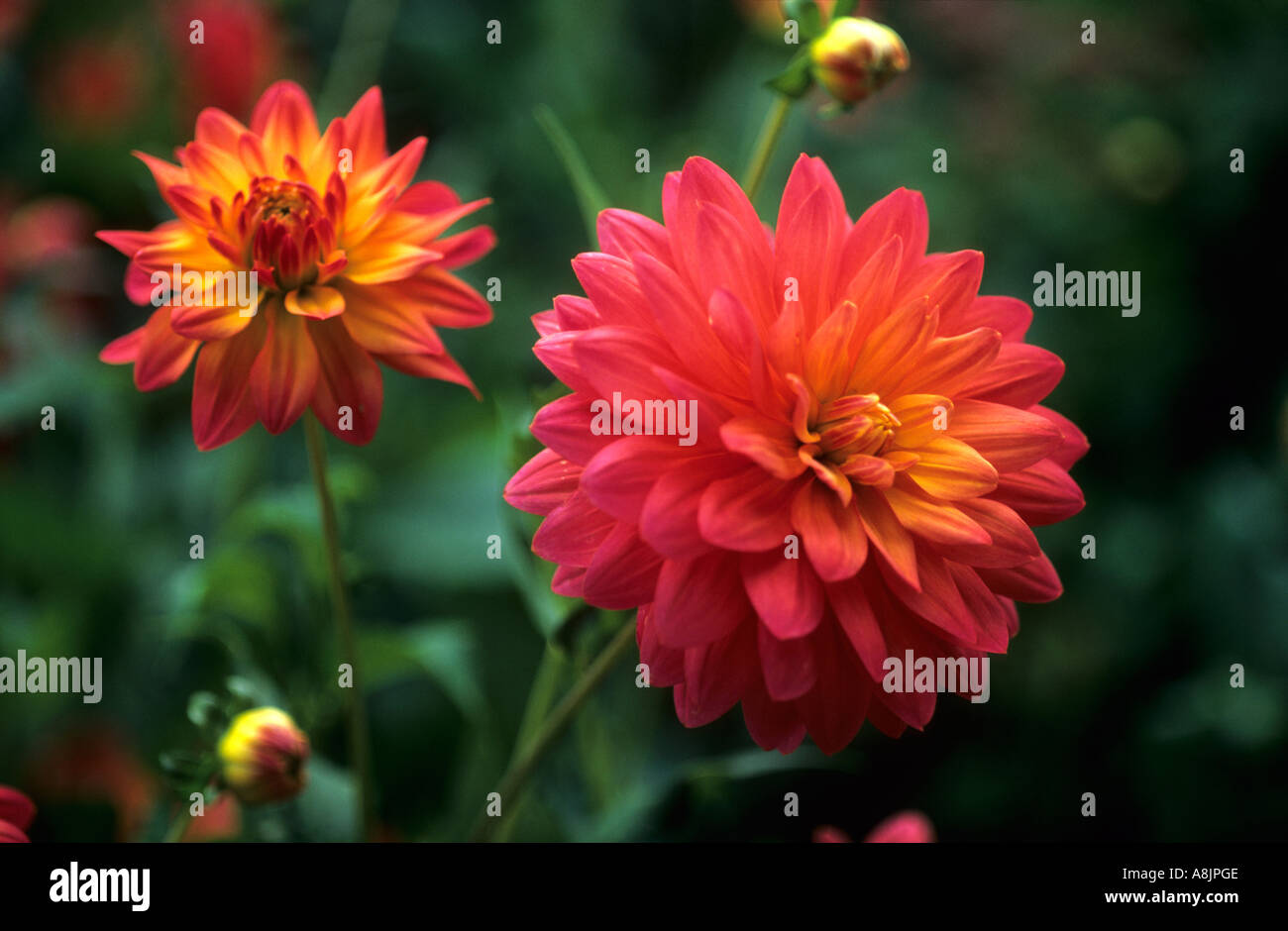 Red Dahlia flower Stock Photo - Alamy