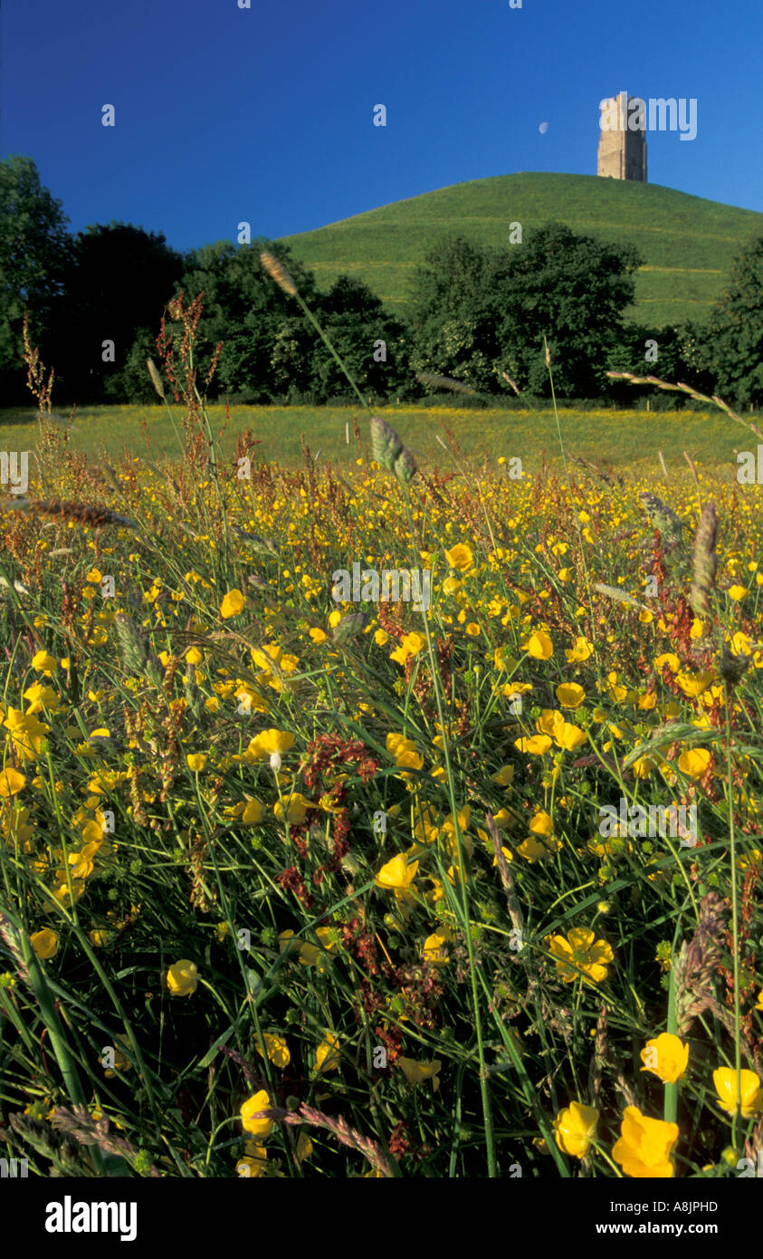 Spring Flowers at Glastonbury Tor Somerset England UK Stock Photo - Alamy