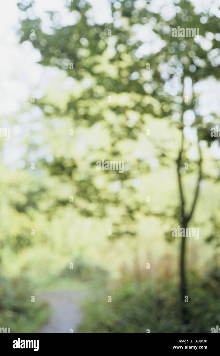 Acer pseudoplatanus young sycamore hi-res stock photography and images ...