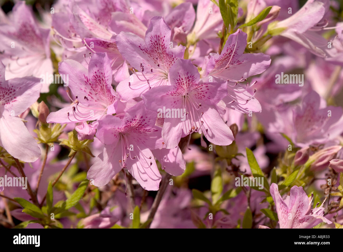Branch loaded with blossoms on an azalea bush Stock Photo - Alamy