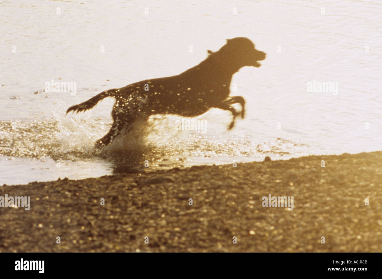 Black Labrador dog leaping at waters edge creating water droplets ...