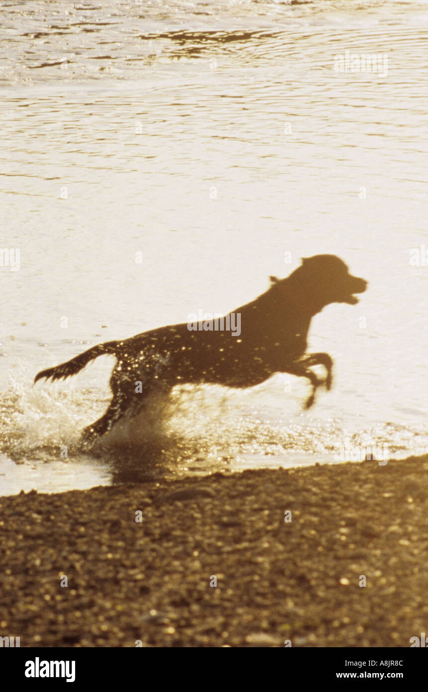 Black Labrador dog leaping at waters edge creating water droplets ...
