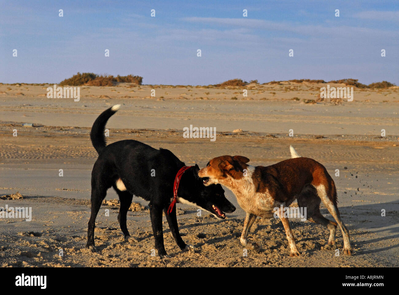 Dogs playing on a beach Stock Photo - Alamy