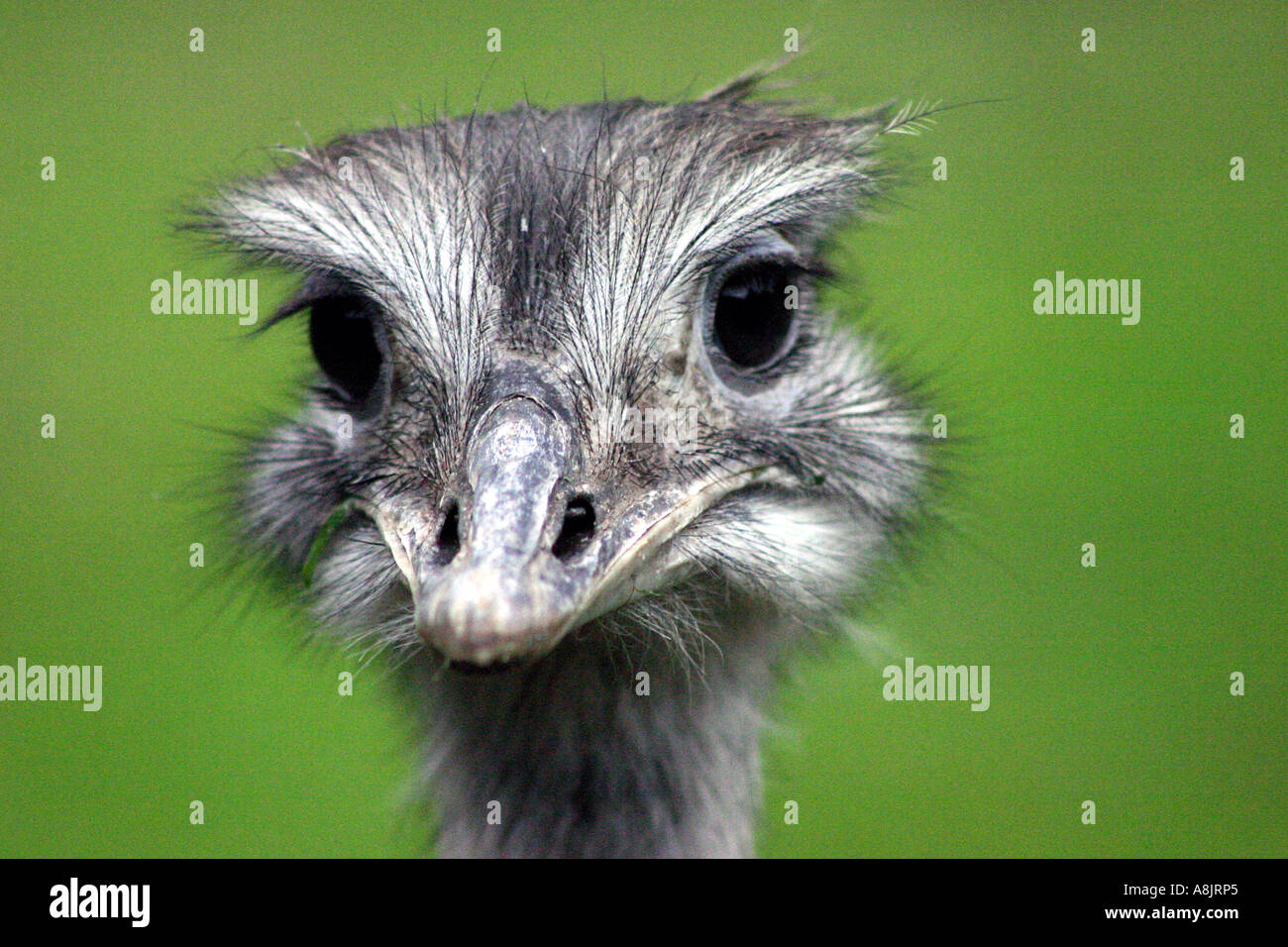 Emu bird from australia emu hi-res stock photography and images - Alamy
