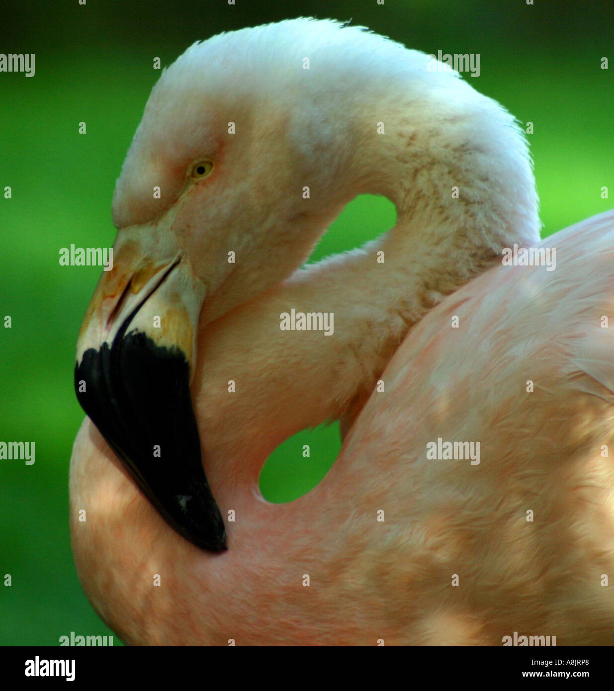 flamingo head with curved neck Stock Photo - Alamy