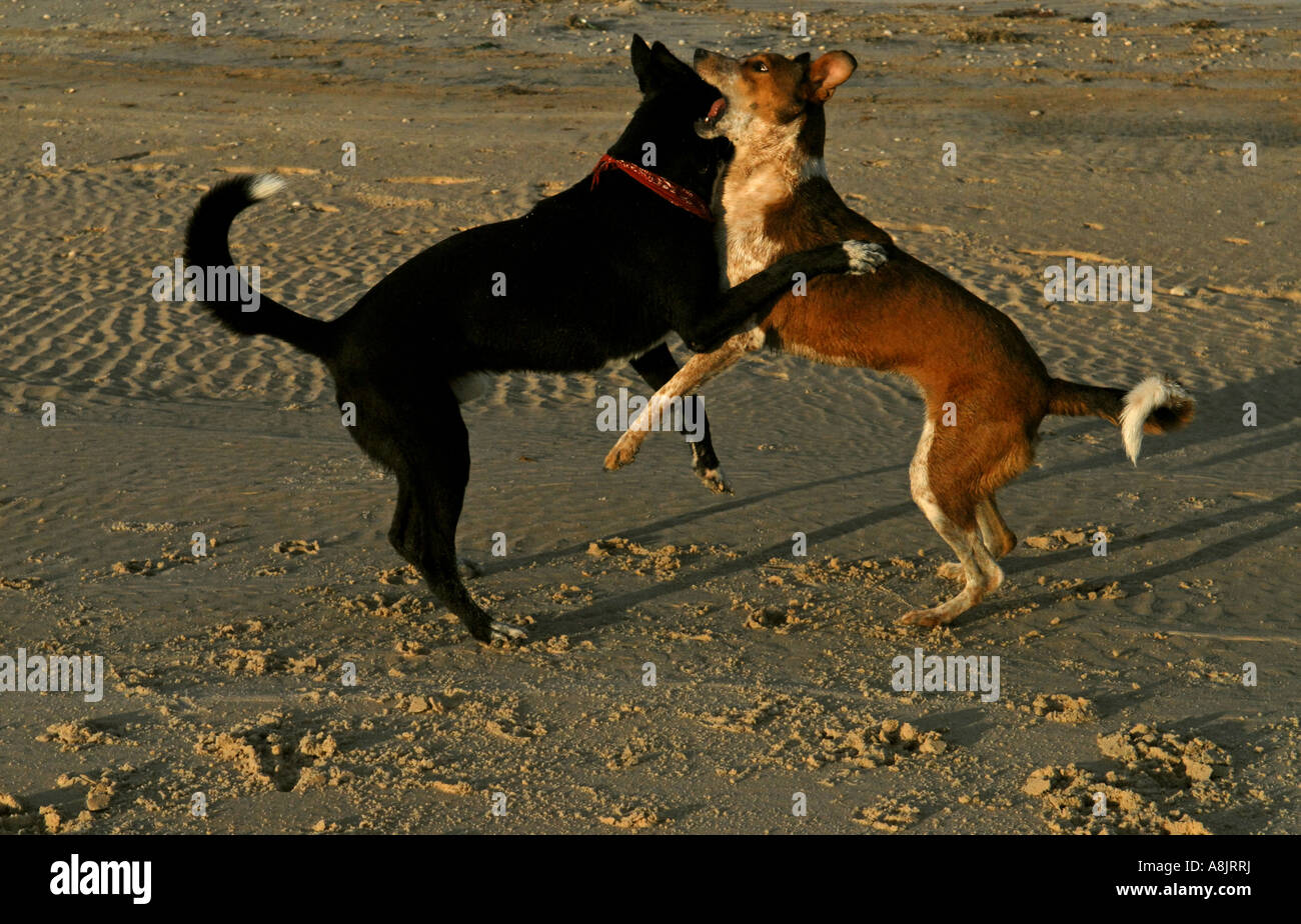 Fighting dogs hi-res stock photography and images - Alamy