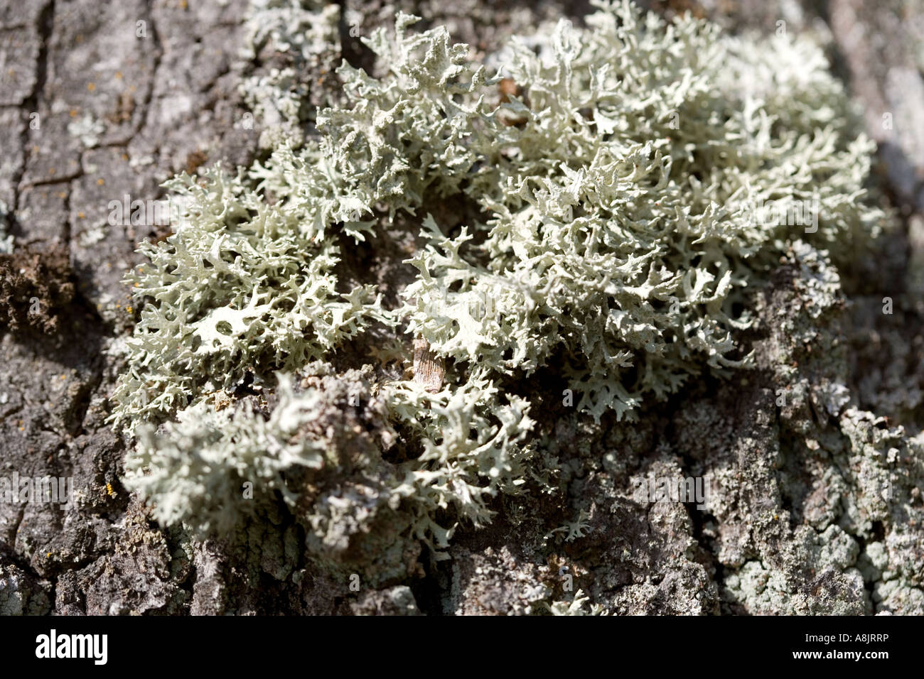 Lichen growing on tree trunk Stock Photo - Alamy