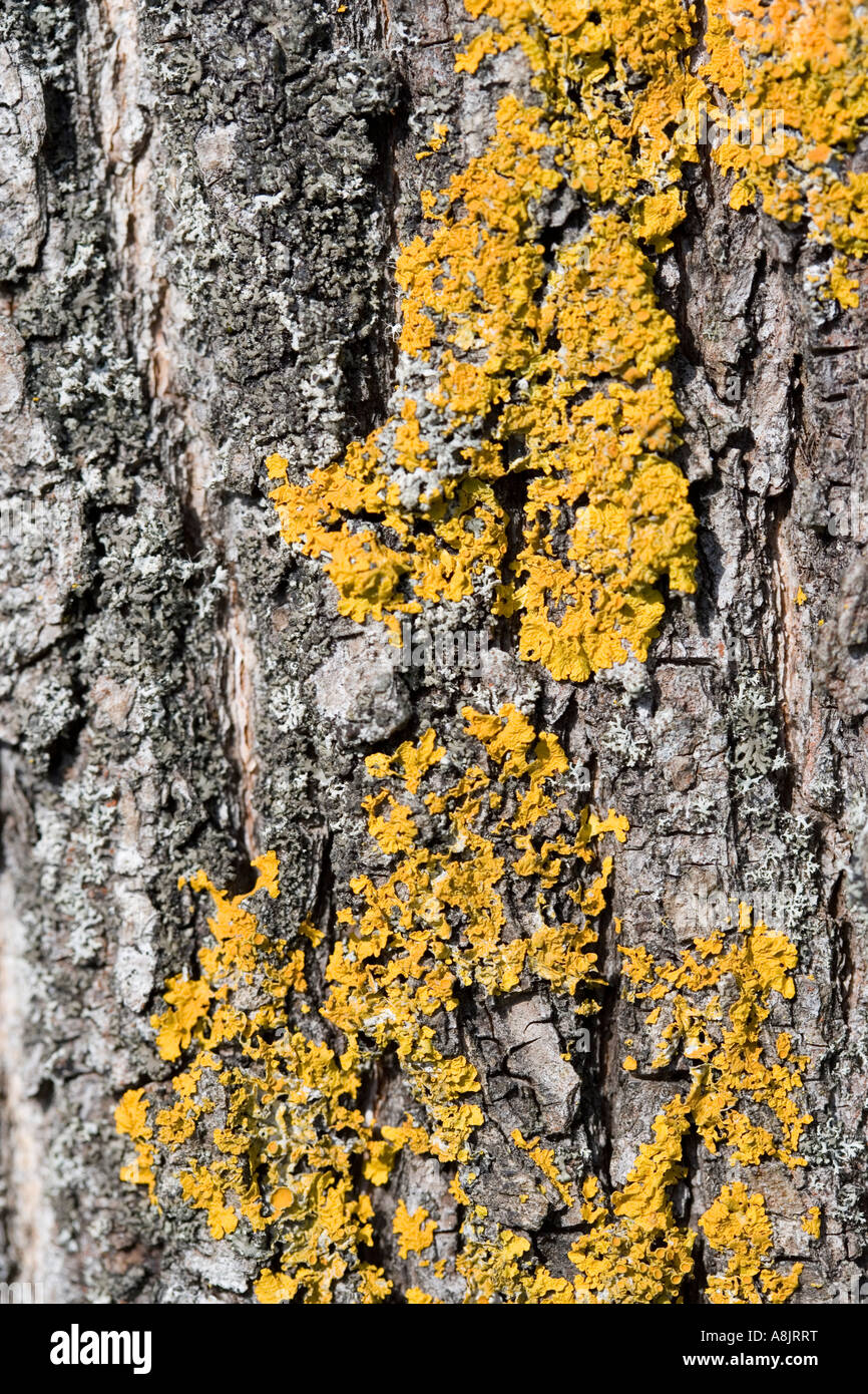 Lichen growing on tree trunk Stock Photo - Alamy