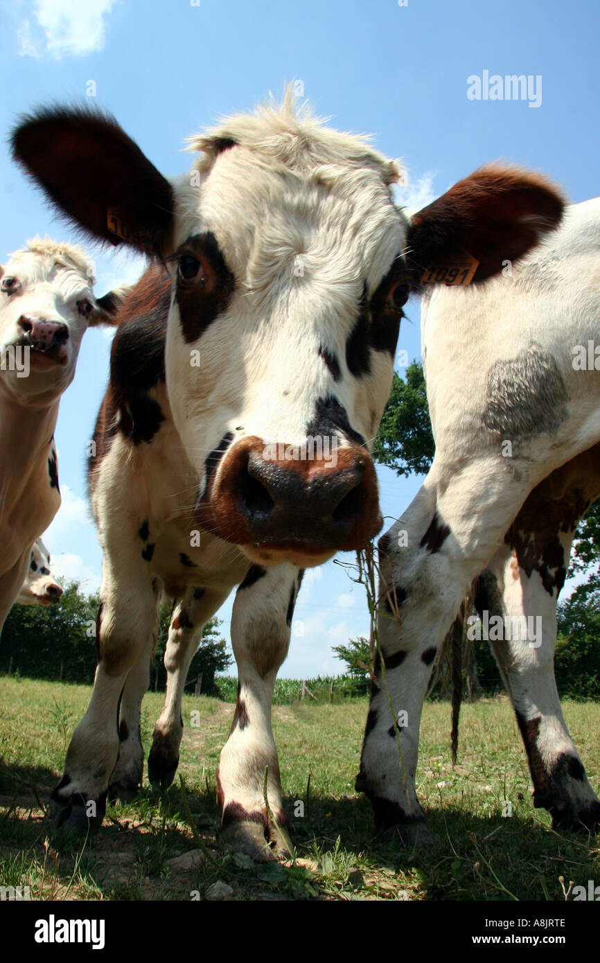 French cattle in field with blue sky Stock Photo - Alamy