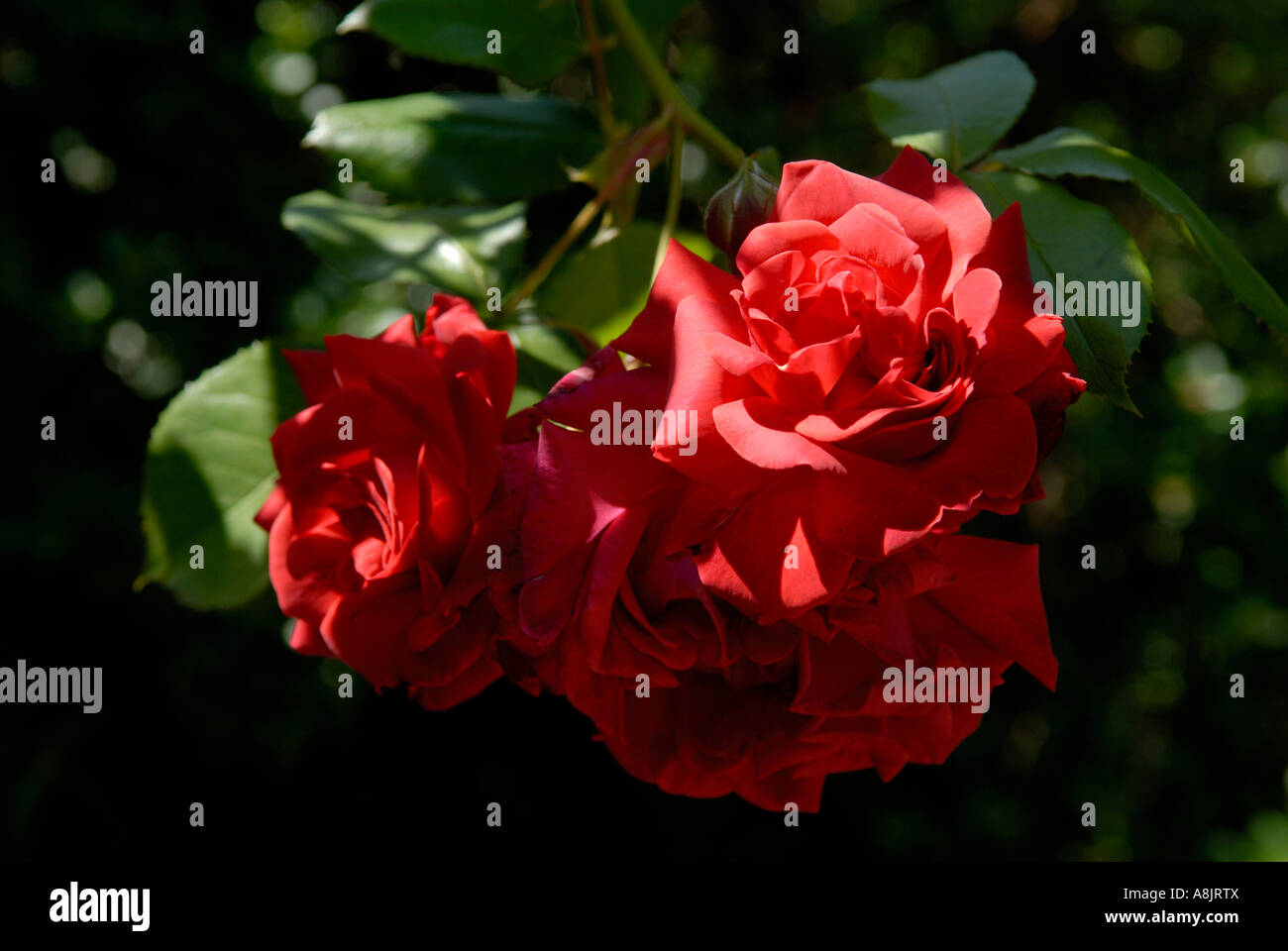 Red rose heads on a shaded green background Stock Photo - Alamy