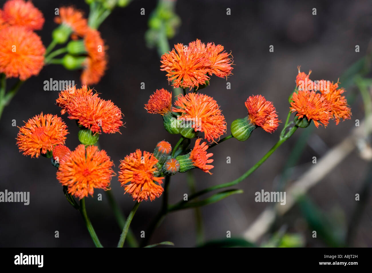 Tassel flower hi-res stock photography and images - Alamy