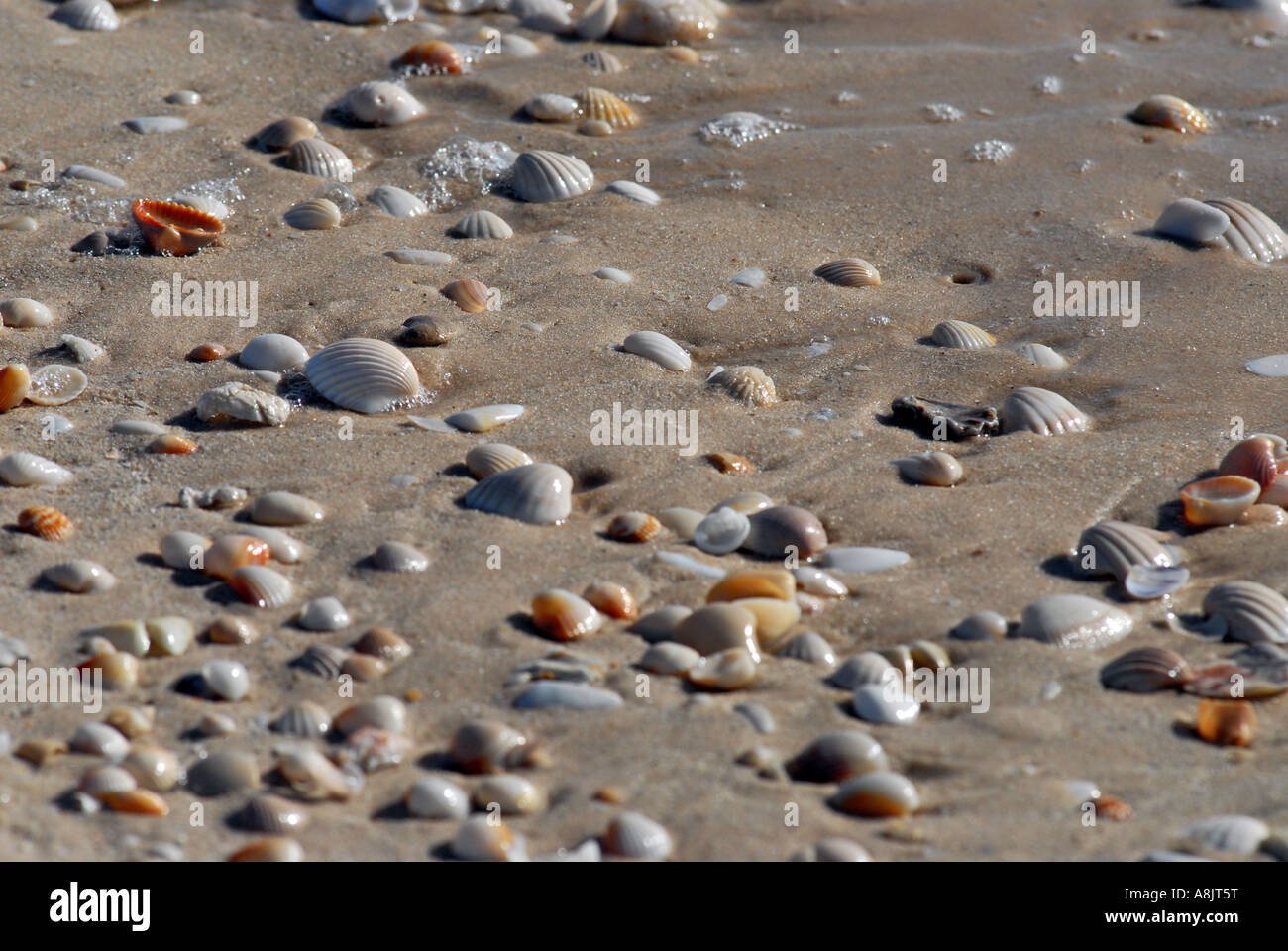 Shells on the sand Stock Photo - Alamy