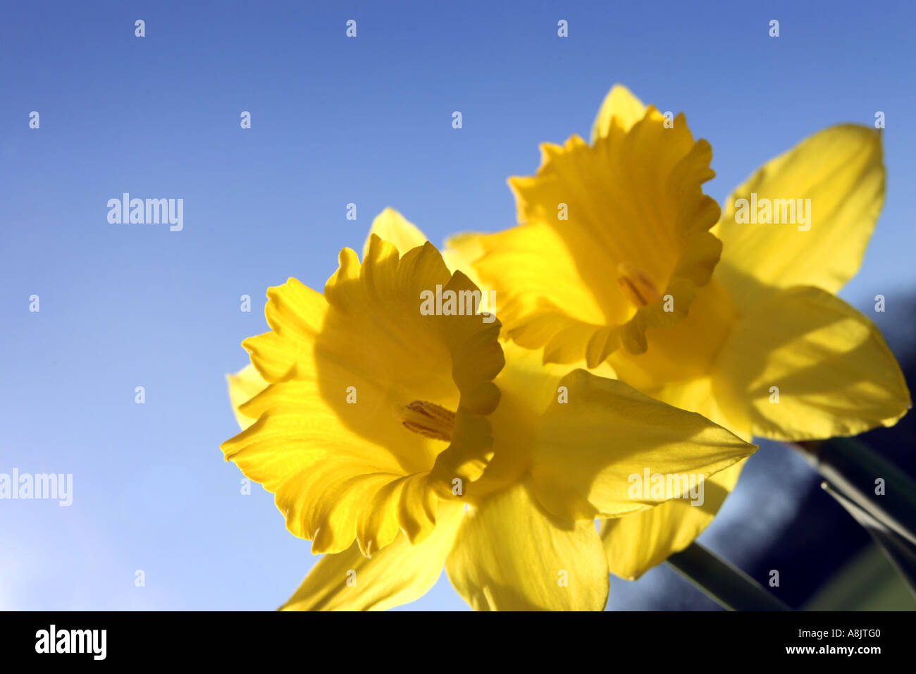 Daffodils in spring sunshine Stock Photo - Alamy