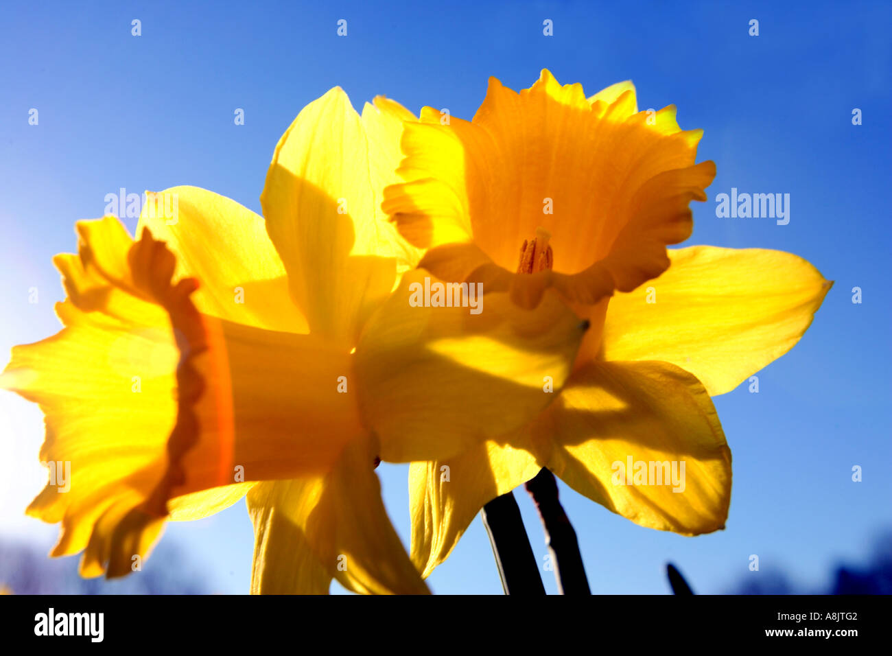 Daffodils in spring sunshine Stock Photo - Alamy