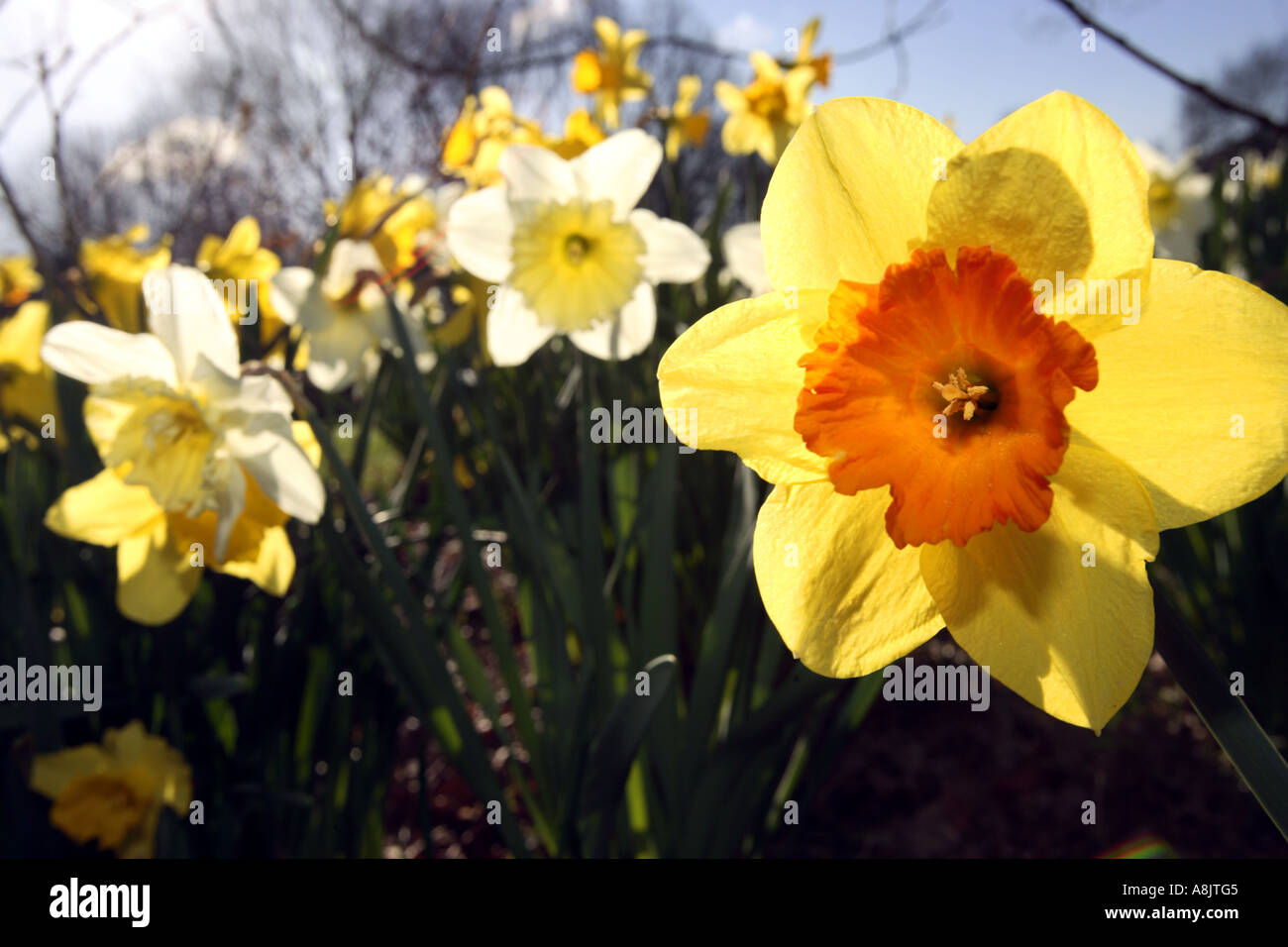 Three daffodils in sunshine hi-res stock photography and images - Alamy