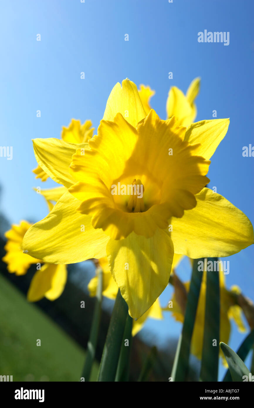 Daffodils in spring sunshine Stock Photo - Alamy