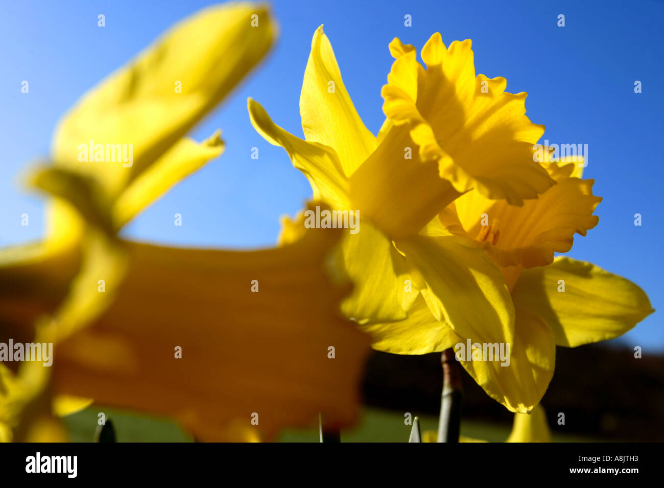 Daffodils in spring sunshine Stock Photo - Alamy