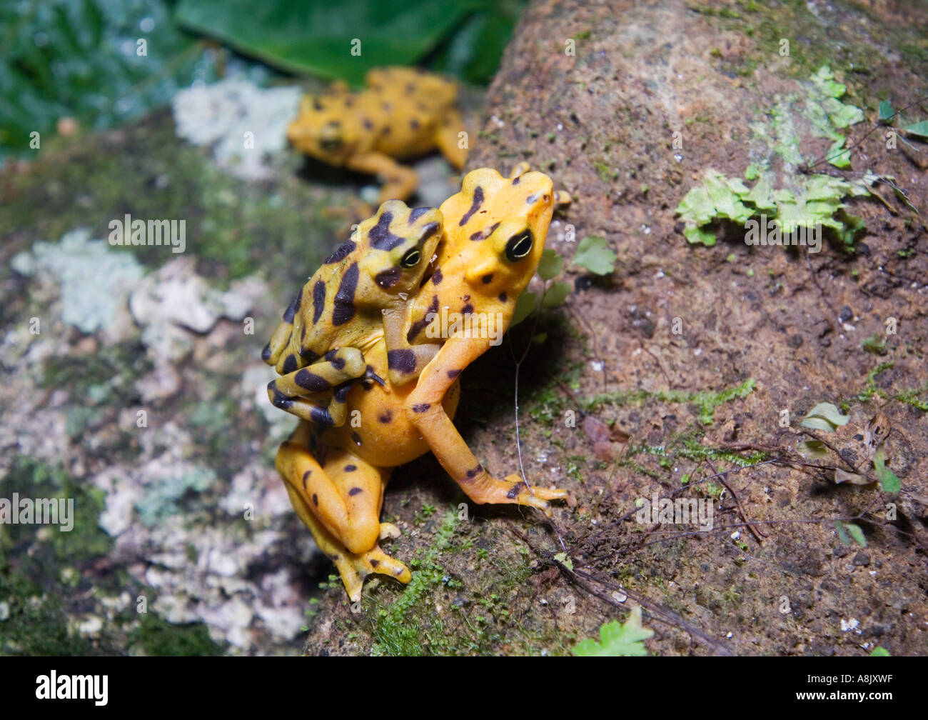 Panamanian Golden Frog Atelopus zetecki male on back of female mating ...