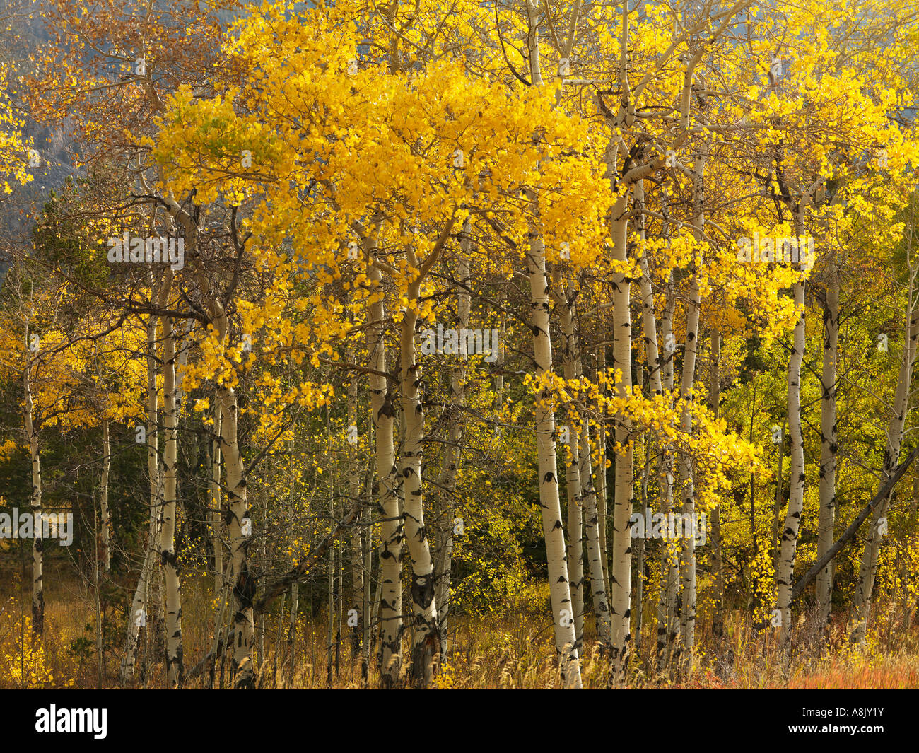 Aspen trees in yellow fall color in Wyoming Stock Photo - Alamy