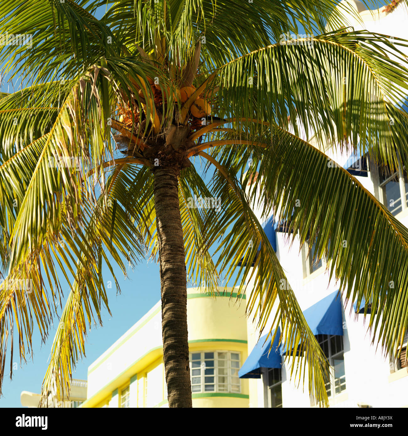 Palm tree and buildings in art deco district of Miami Florida USA Stock ...