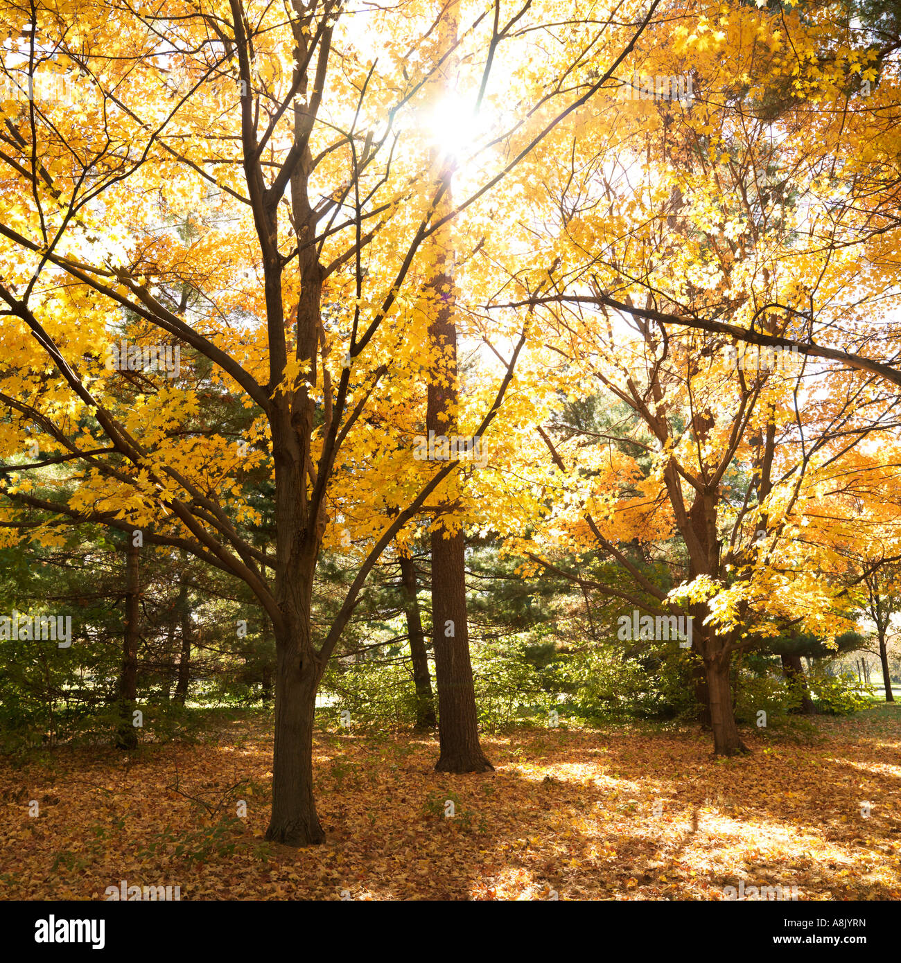 Maple trees in Fall color Stock Photo - Alamy